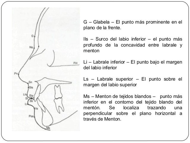 Cefalometria puntos y planos