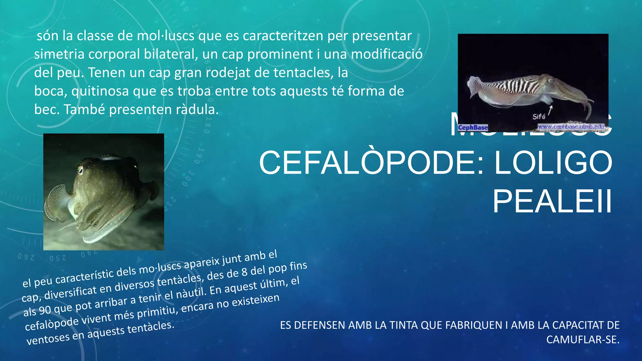 Cefalopode loligo pelaeii | PPTX