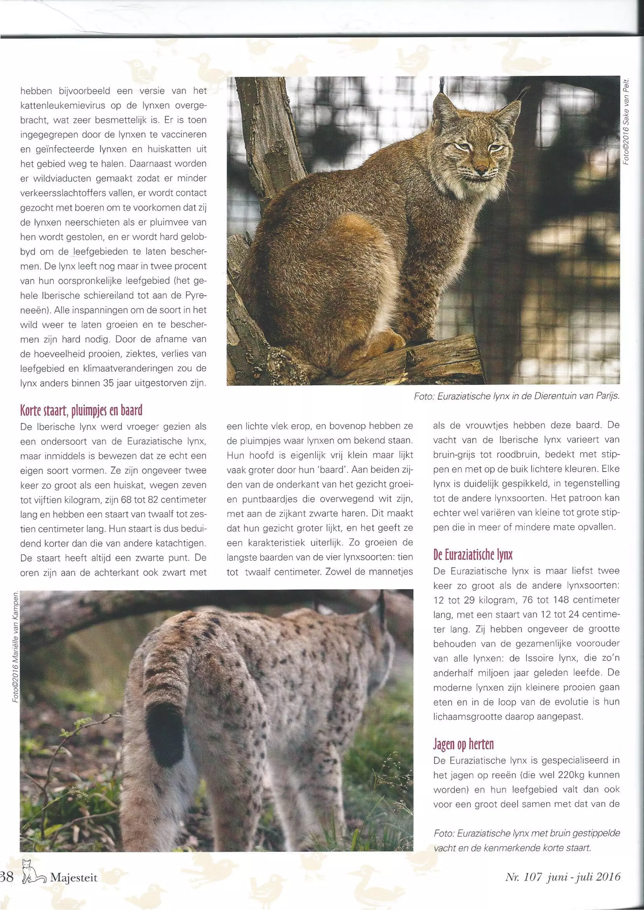 Scan artikel eur en ib lynx - Majesteit107 jun-jul 2016 | PDF