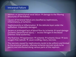 The Pathophysiology Of Acute Renal Failure | PPTX
