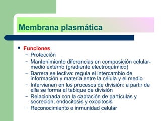 Membrana plasmática | PPT