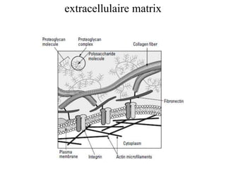Cel biologie | PPTX