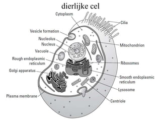 Cel biologie | PPTX
