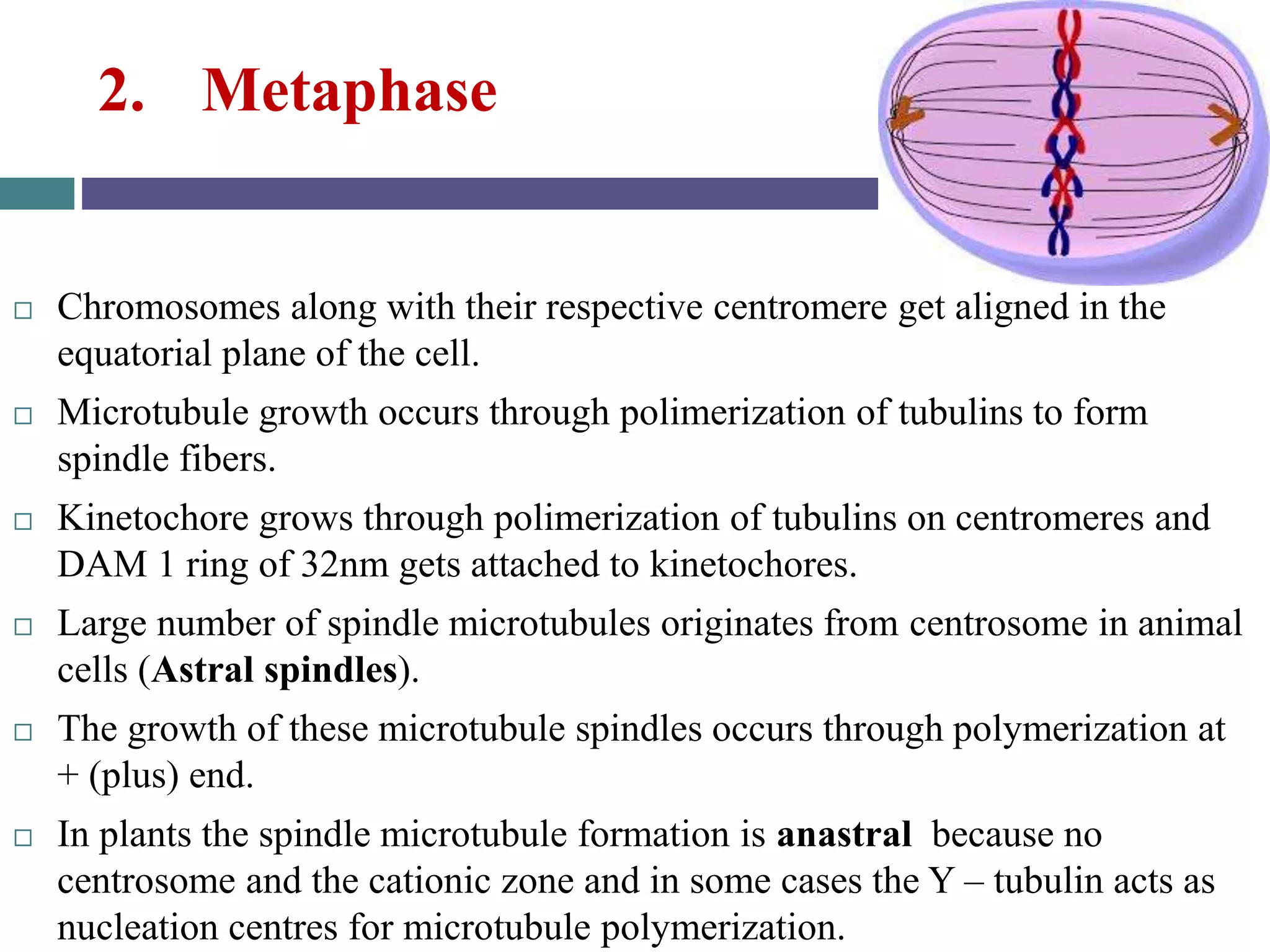 Cel cycle and its regulation | PPTX