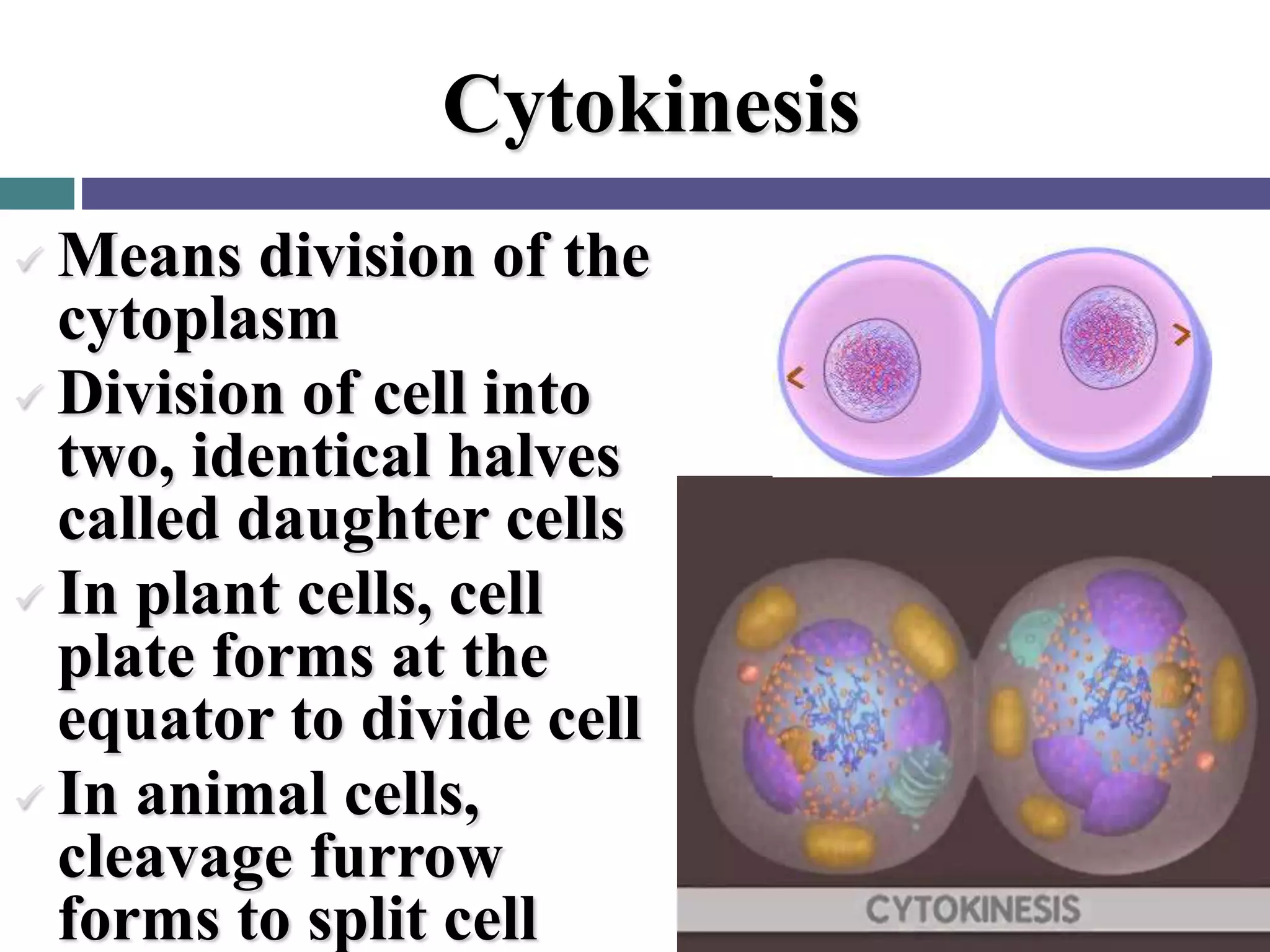 Cel cycle and its regulation | PPTX