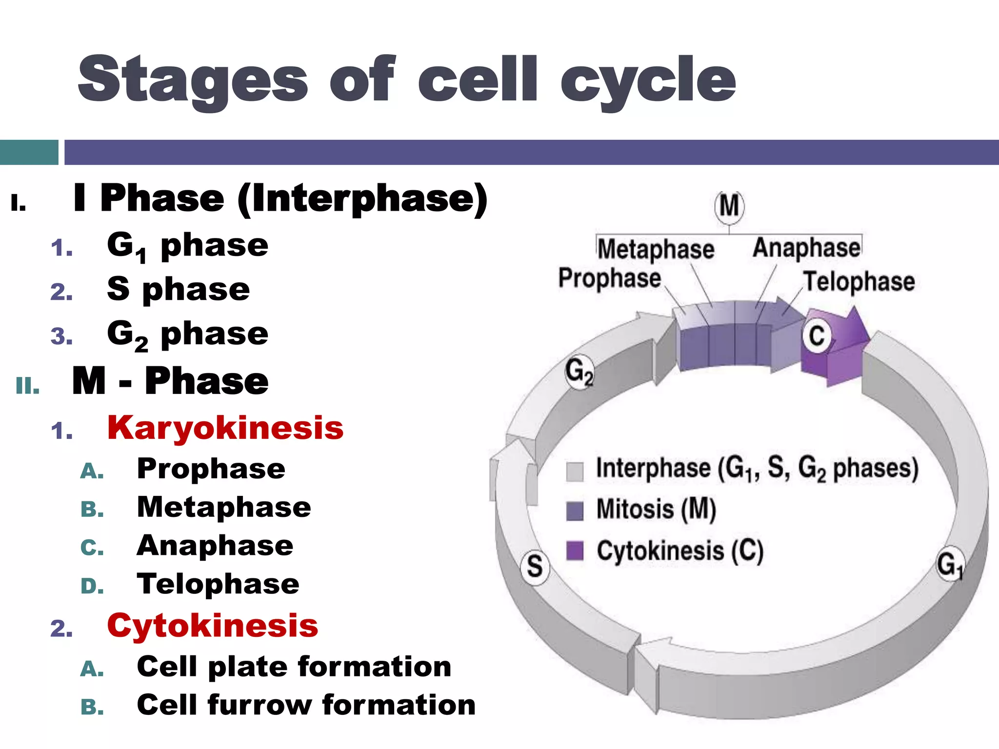 Cel cycle and its regulation | PPTX