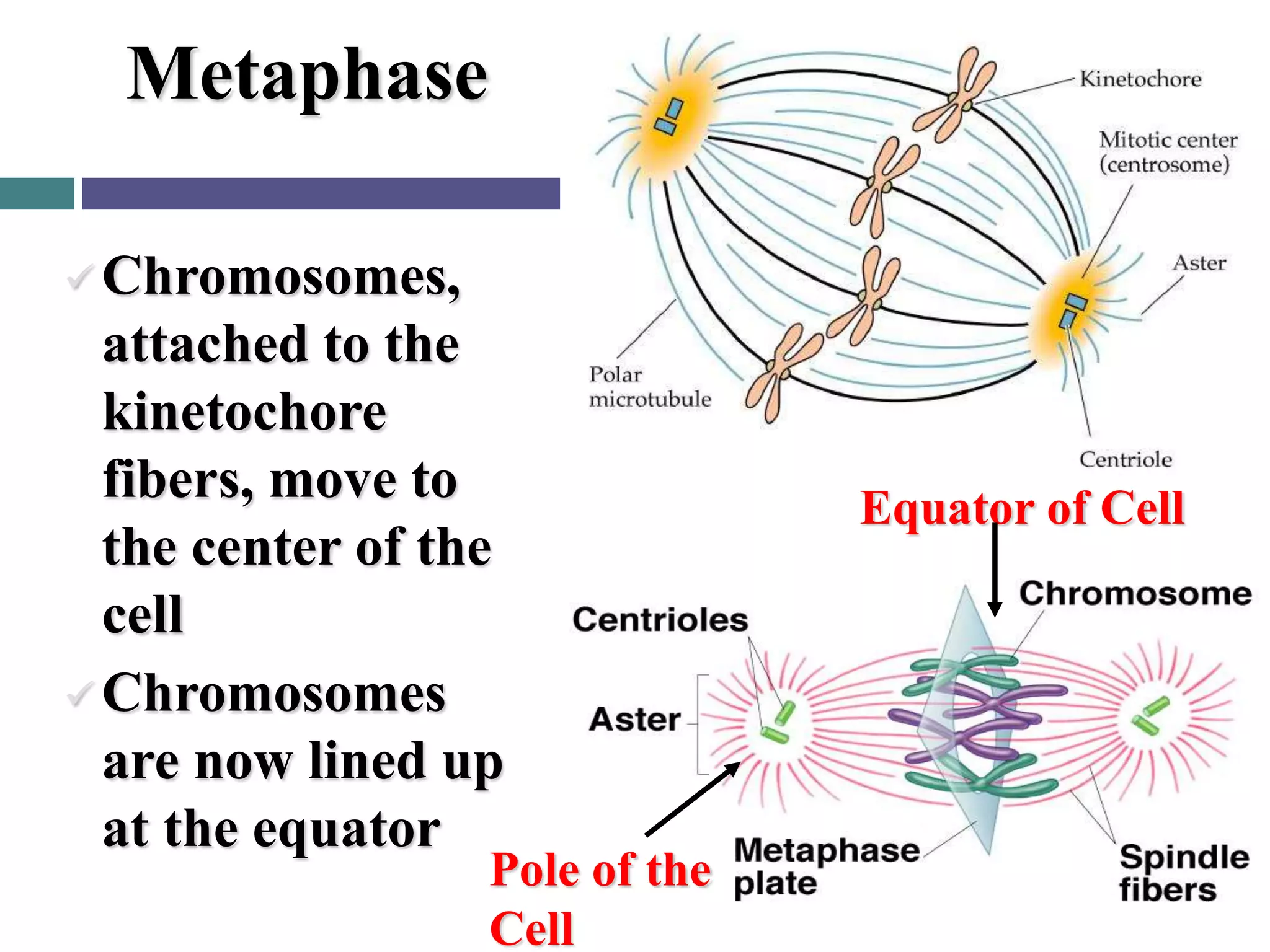 Cel cycle and its regulation | PPTX
