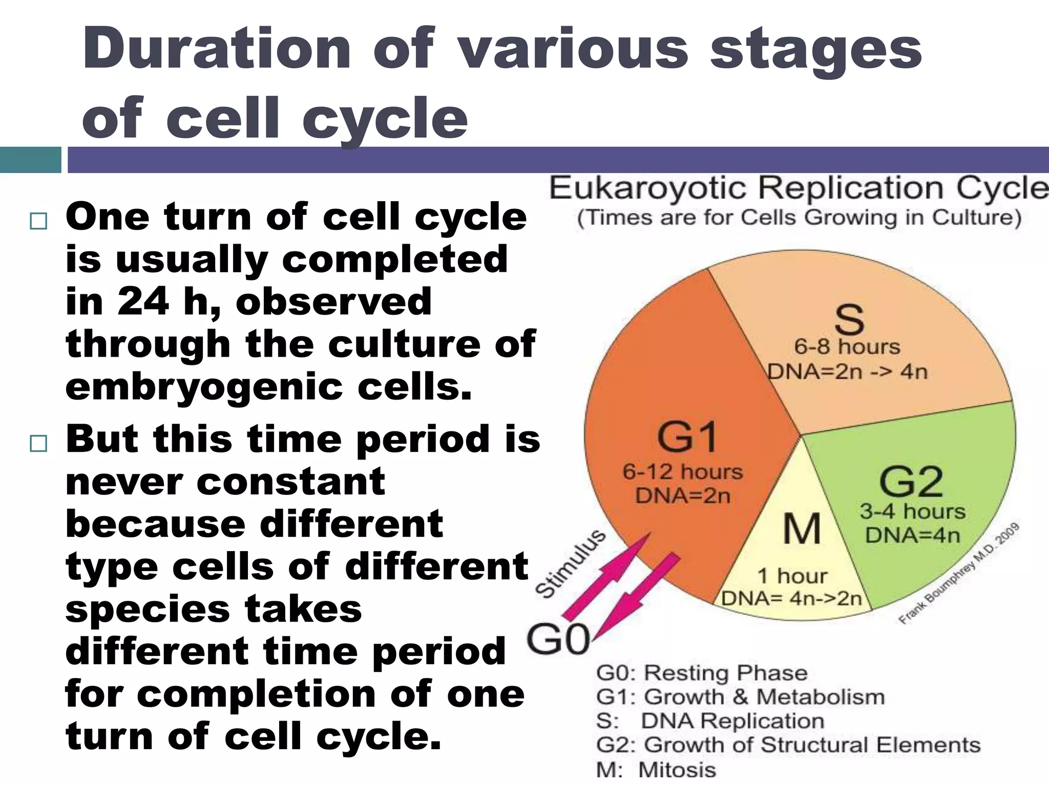 Cel cycle and its regulation | PPTX