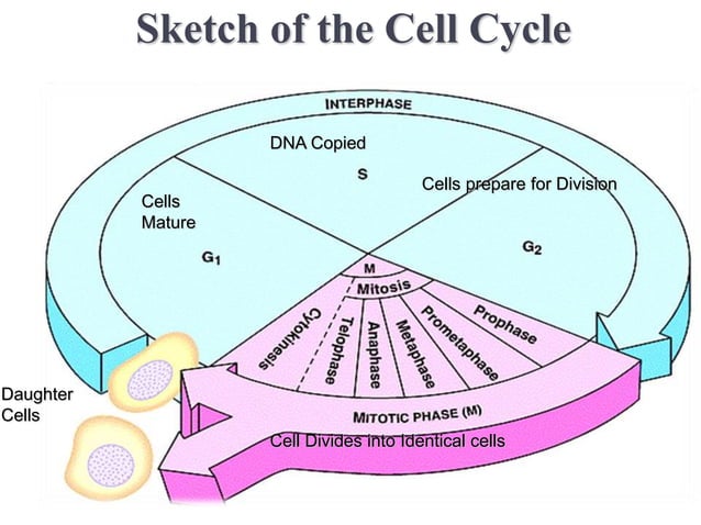 Cel cycle and its regulation | PPTX