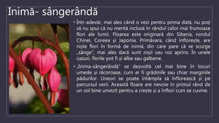 Cele mai frumoase flori din lume | PPTX