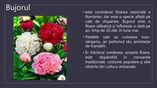 Cele mai frumoase flori din lume | PPT