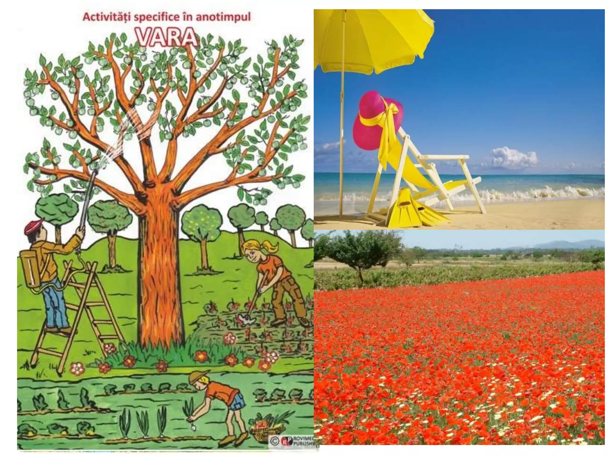 Cele 4 anotimpuri | PPTX