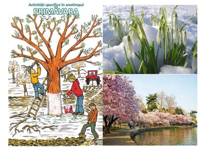 Cele 4 anotimpuri | PPTX