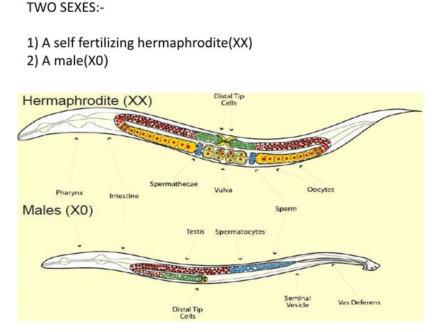 C elegans and Humans | PPT