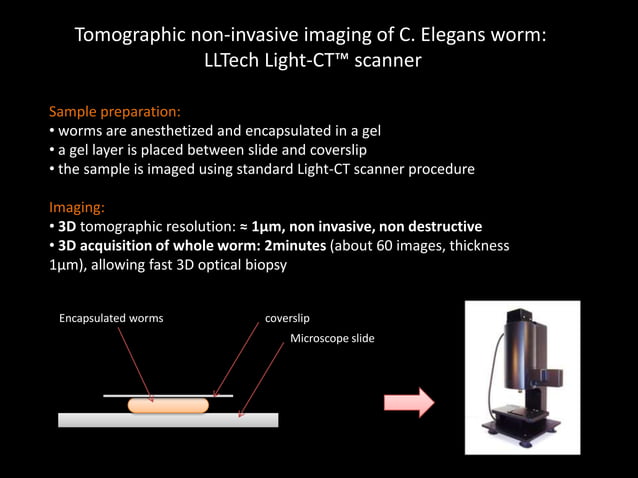 LLTech -Imaging C Elegans Worm in 3D with Light-CT | PPT