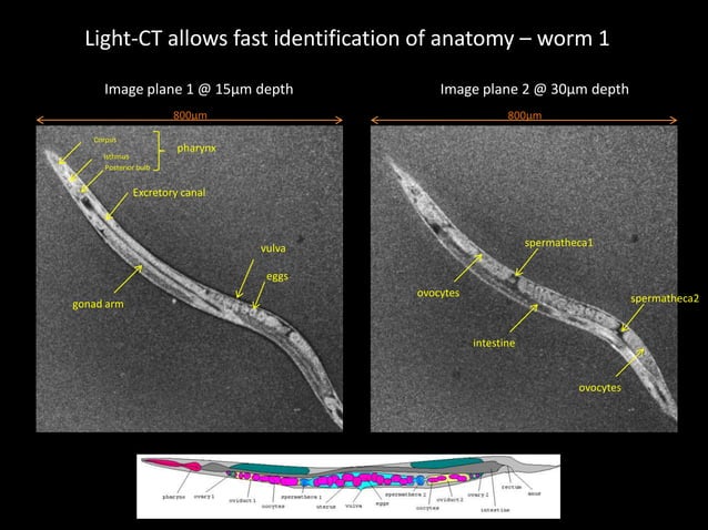 LLTech -Imaging C Elegans Worm in 3D with Light-CT | PPT