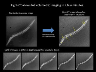 LLTech -Imaging C Elegans Worm in 3D with Light-CT | PPT