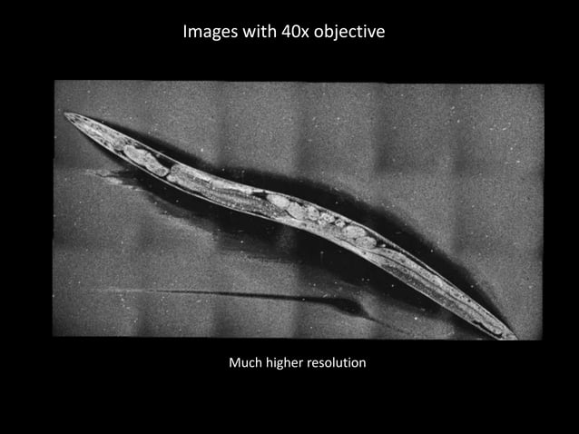 LLTech -Imaging C Elegans Worm in 3D with Light-CT | PPT