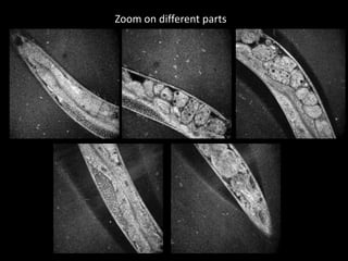 LLTech -Imaging C Elegans Worm in 3D with Light-CT | PPT