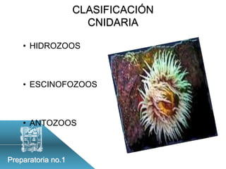 Los celenterados como organismos vivos .pdf