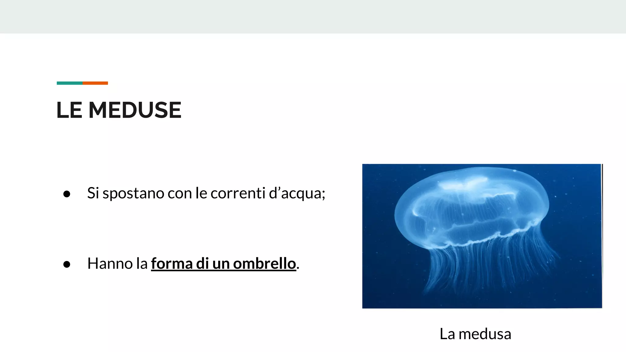 Celenterati | PDF | Fish and Aquariums | Pets