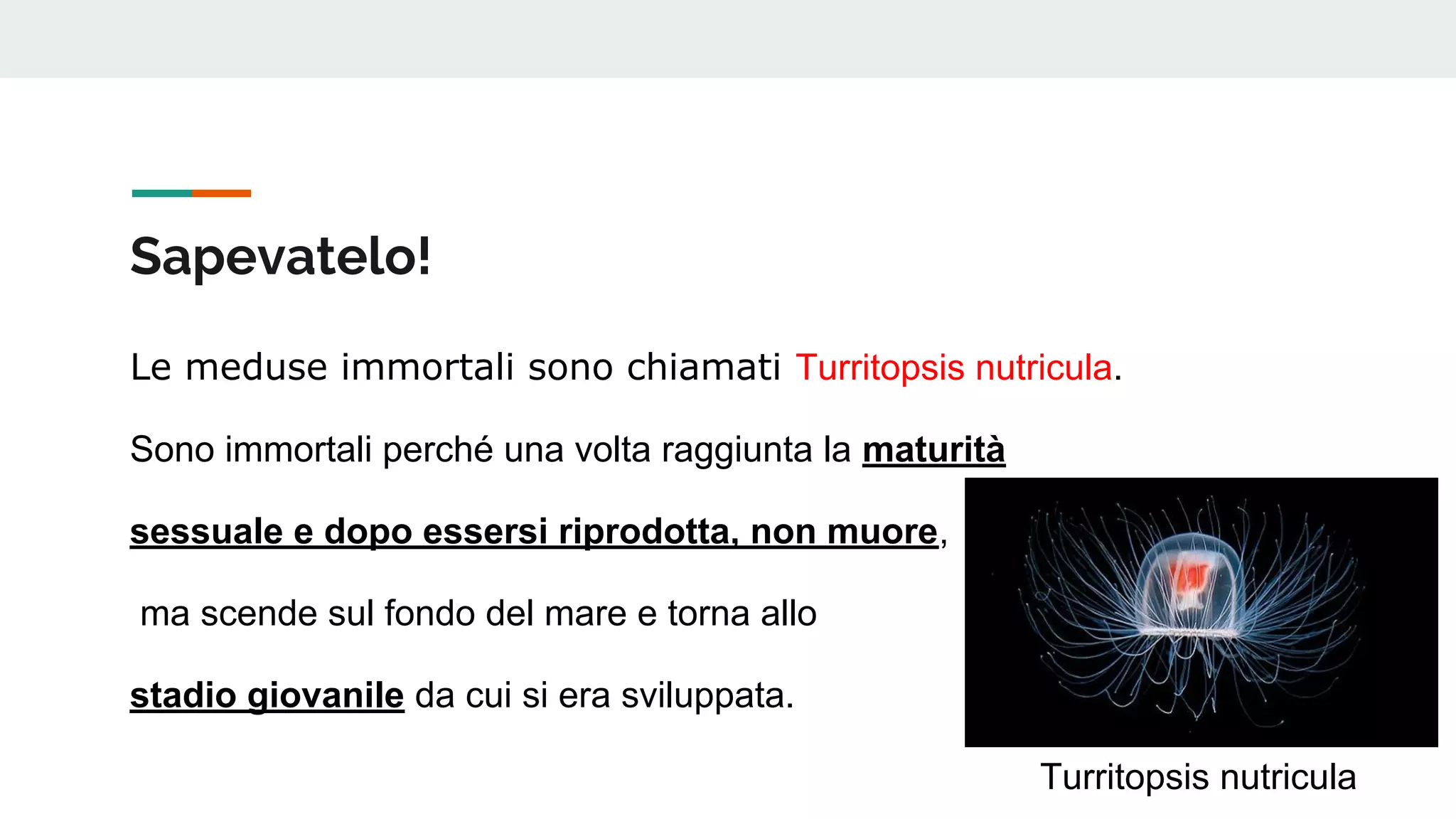 Celenterati | PDF | Fish and Aquariums | Pets