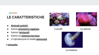 Celenterati | PDF | Fish and Aquariums | Pets