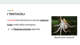 Celenterati | PDF | Fish and Aquariums | Pets