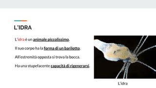 Celenterati | PDF | Fish and Aquariums | Pets