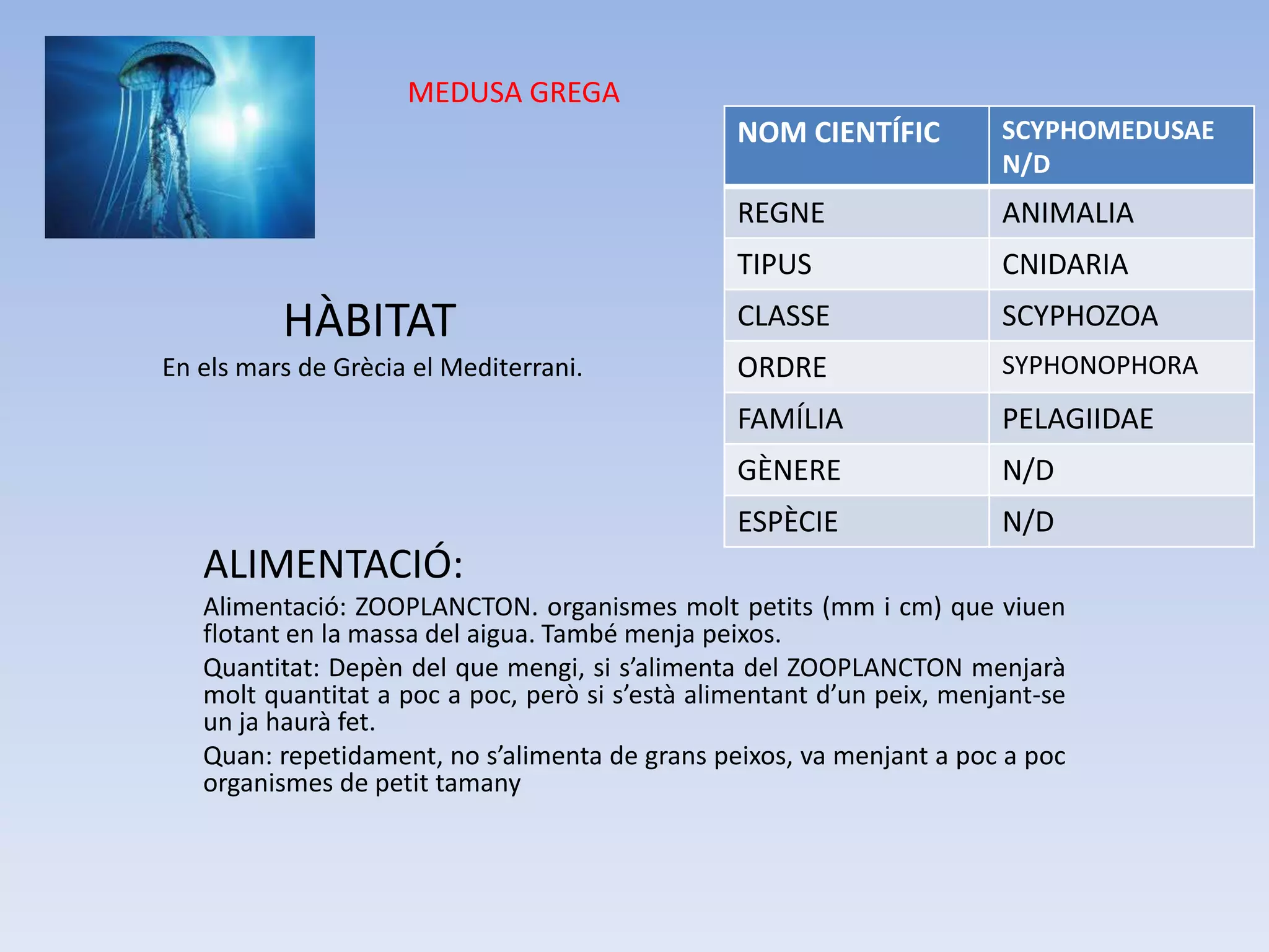 Celenterats medusa grega | PPT