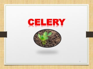 Underexploited Leafy vegetable crop Celery.pdf