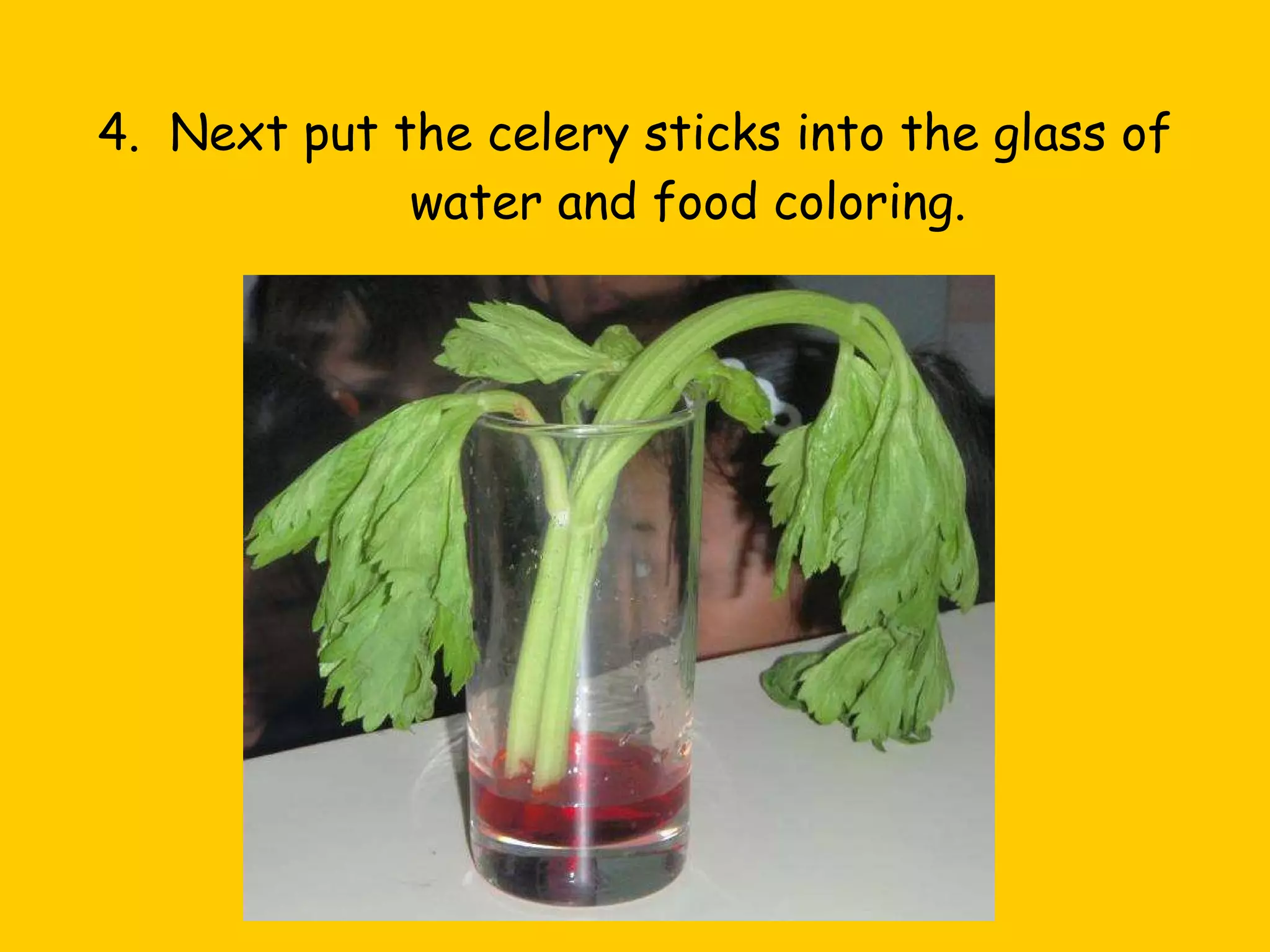 Celery In A Cup | PPT