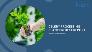 Celery Processing Plant Project Report.pptx