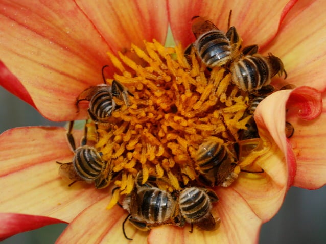 Celeste Ets Hokin Docent Training | PPT