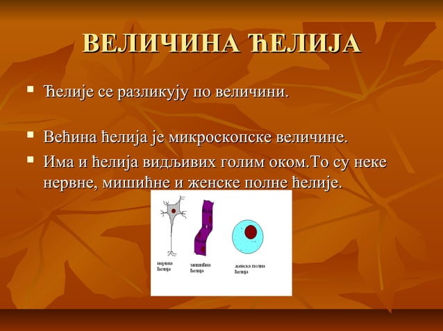 Celija | PPT
