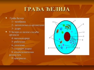 Celija | PPT