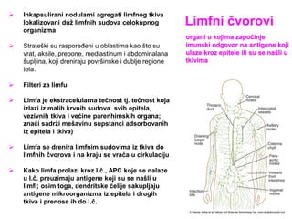 Ćelije, tkiva i organi imunskog sistema.pdf