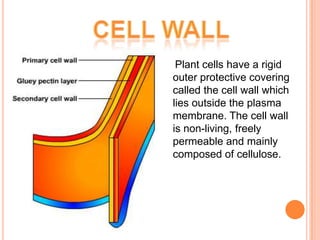 Cell | PPTX