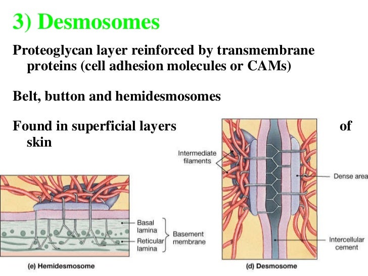The Cell ppt presentation
