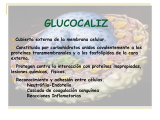 BIOLOGIA CELULAR | PPT