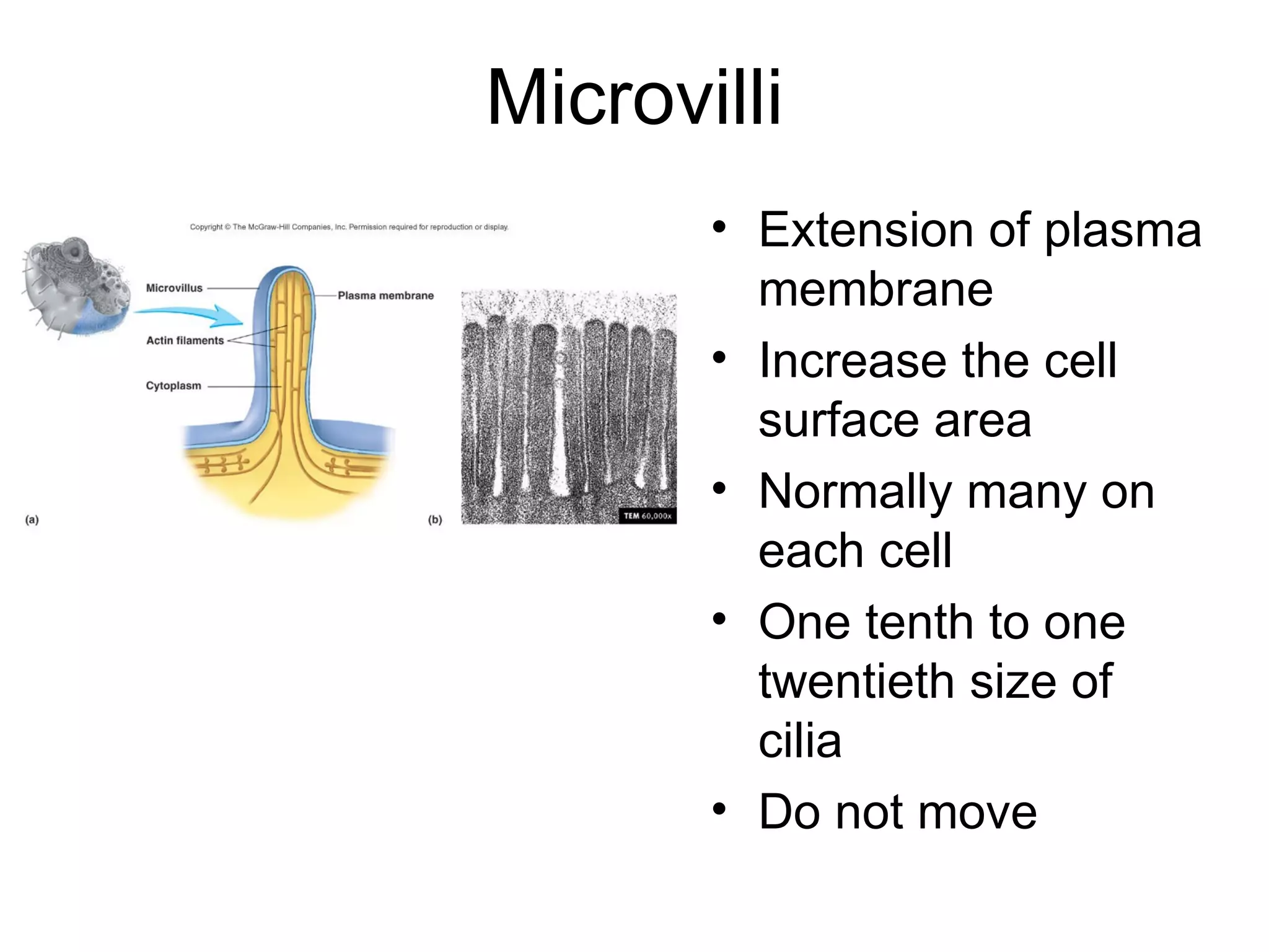 Cell | PPT