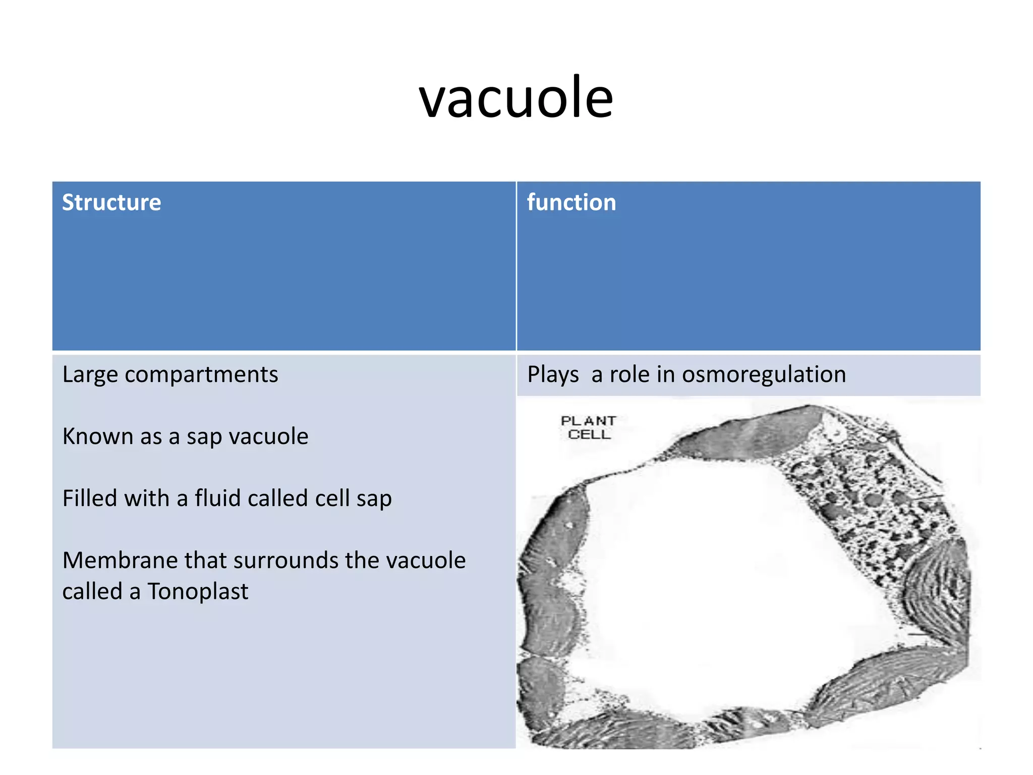 IGCSE Unit 1 Cell | PPTX