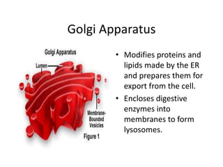 IGCSE Unit 1 Cell | PPTX