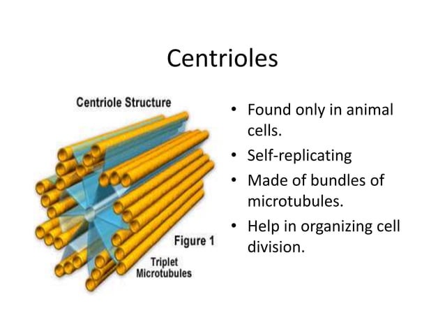 IGCSE Unit 1 Cell | PPTX