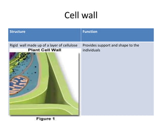 IGCSE Unit 1 Cell | PPTX