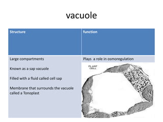 IGCSE Unit 1 Cell | PPTX