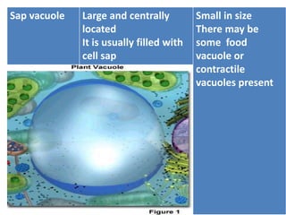 IGCSE Unit 1 Cell | PPTX