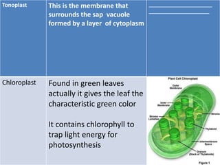 IGCSE Unit 1 Cell | PPTX