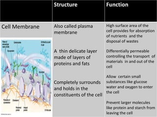 IGCSE Unit 1 Cell | PPTX