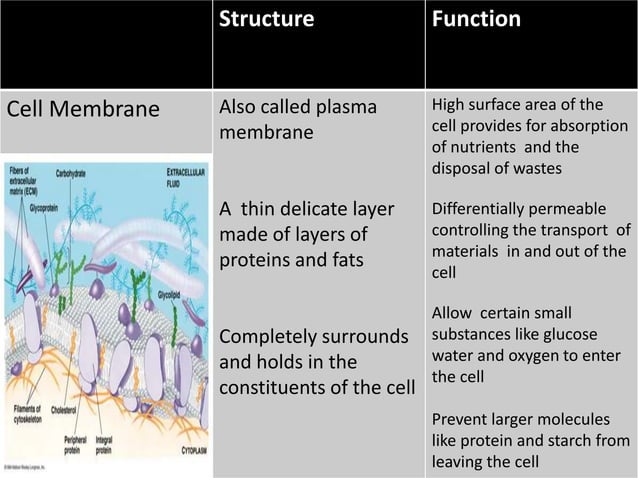 IGCSE Unit 1 Cell | PPTX